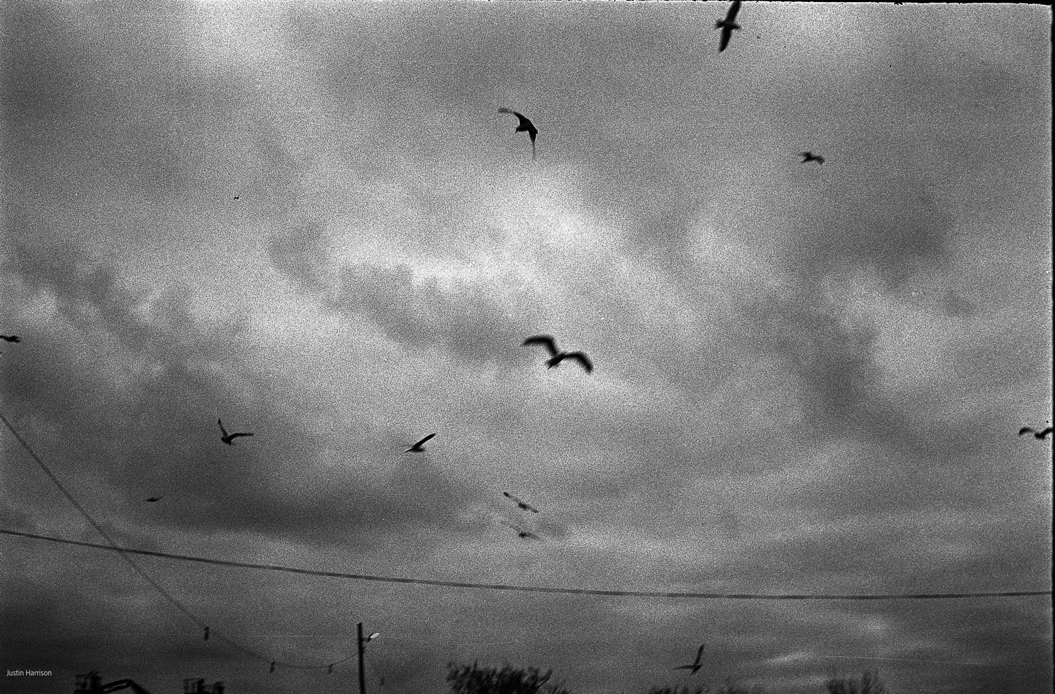 Gulls take flight. – Analog Punk
